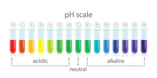 Ph value scale chart for acid alkaline solutions Vector Image