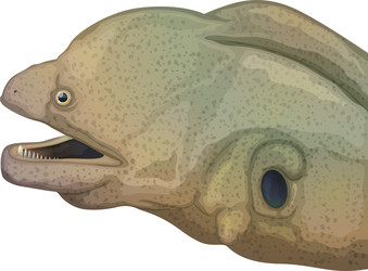 Giant Moray Eel Vector Images (26)
