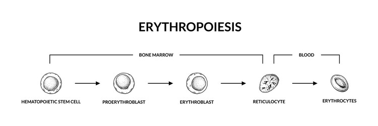Red blood cells development erythropoiesis Vector Image