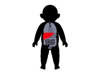 Liver diseases in a child Royalty Free Vector Image