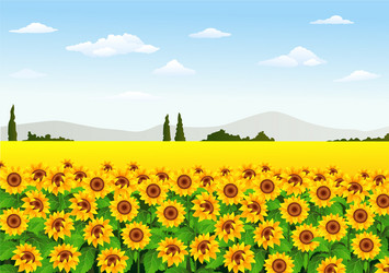 Sunflower field Royalty Free Vector Image - VectorStock
