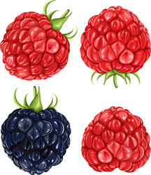 Raspberries Vector Images (over 26,000)