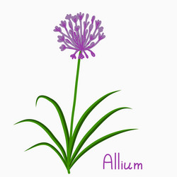 Allium Vector Images (over 1,000)
