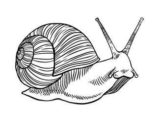 Snail Outline Vector Images (over 4,500)