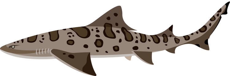 Leopard Shark Drawing