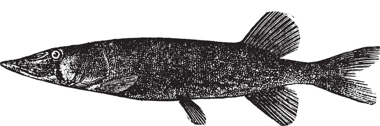 Pickerel Vector Images (63)