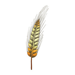 Single Wheat Grain Vector Images (over 710)