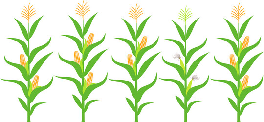 Corn stalk Royalty Free Vector Image - VectorStock