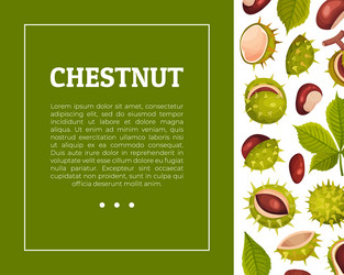 Chestnut plant banner design with brown fruit Vector Image