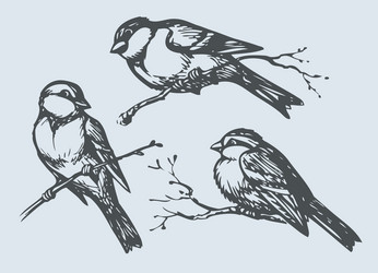 Songbird Vector Images (over 3,500)