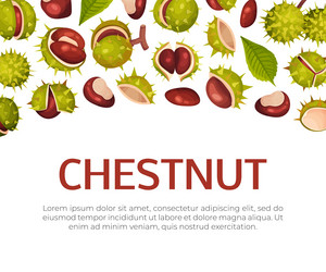 Chestnut plant banner design with brown fruit Vector Image