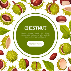Chestnut plant banner design with brown fruit Vector Image