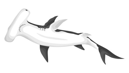 Hammerhead Vector Images (over 1,000)