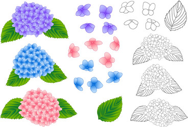 Hydrangea Outline Vector Images (over 490)
