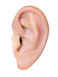 Human ear isolated Royalty Free Vector Image - VectorStock