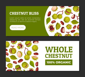 Chestnut plant banner design with brown fruit Vector Image