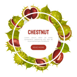 Chestnut plant banner design with brown fruit Vector Image