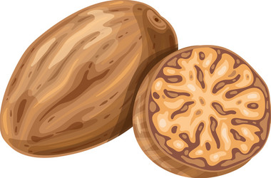 Nutmeg food set cartoon Royalty Free Vector Image