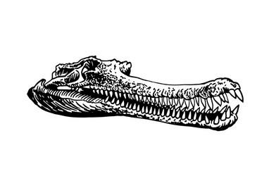 Gator Skull Vector Images (27)