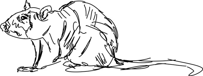Rat Line Drawing Vector Images (over 1,800)