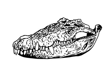 Gator Skull Vector Images (27)