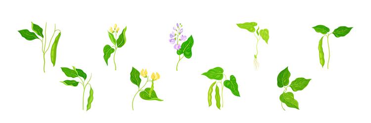 Soy grain legume or pulse crop with green pod Vector Image