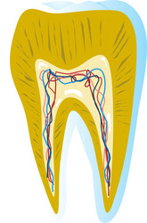Tooth anatomy Royalty Free Vector Image - VectorStock