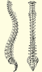 Human spine with name and description Royalty Free Vector