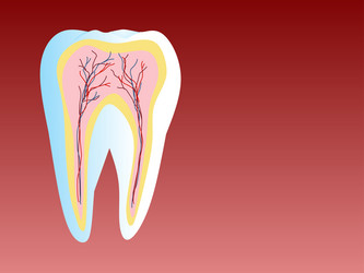 Tooth anatomy Royalty Free Vector Image - VectorStock