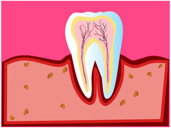 Tooth anatomy Royalty Free Vector Image - VectorStock