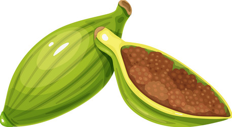 Cardamom seed organic cartoon Royalty Free Vector Image