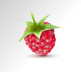 Raspberries 001 Royalty Free Vector Image - VectorStock