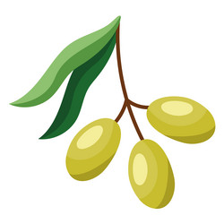 Green olive seeds Royalty Free Vector Image - VectorStock