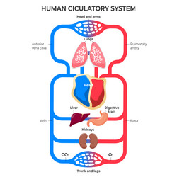 Blood flow in human circulatory system Royalty Free Vector
