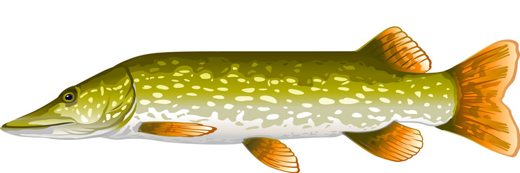 Pike Vector Images (over 7,200)