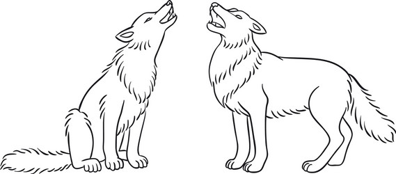 White Wolf Howling Drawing