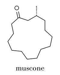 Musk xylene molecule highly persistent Royalty Free Vector