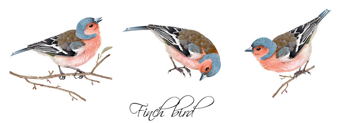 Finch bird set Royalty Free Vector Image - VectorStock