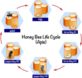 Honeybee life cycle diagram with explanation Vector Image