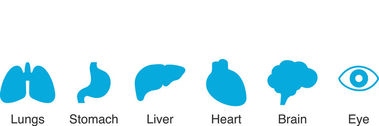 Blue Lungs Vector Images (over 2,600)