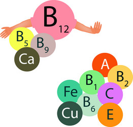 Compatibility table vitamins and minerals Vector Image