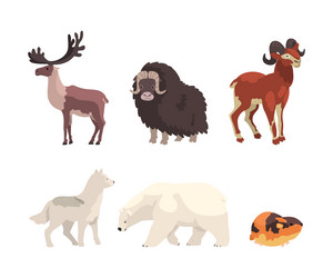 Tundra Animals Clipart