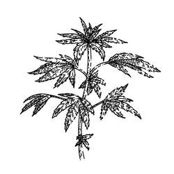 Hashish Vector Images (over 17,000)