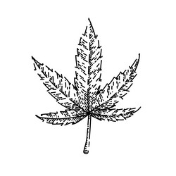 Trichome Vector Images (23)