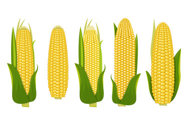 Corn design Royalty Free Vector Image - VectorStock