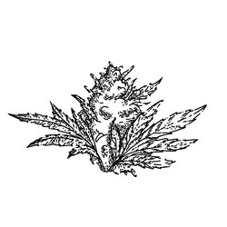 Trichome Vector Images (23)