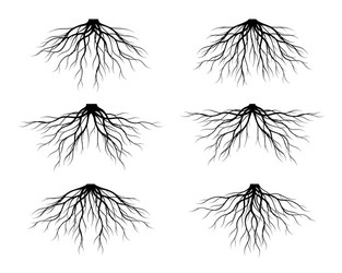 Tree Roots Drawing Color