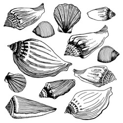 Sea shells seashell silhouettes set Royalty Free Vector