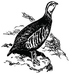 Chukar Vector Images (13)