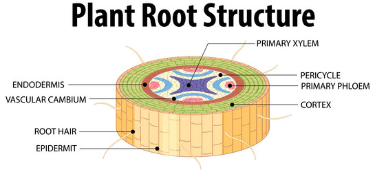 Isolated root of plant structure infographic Vector Image